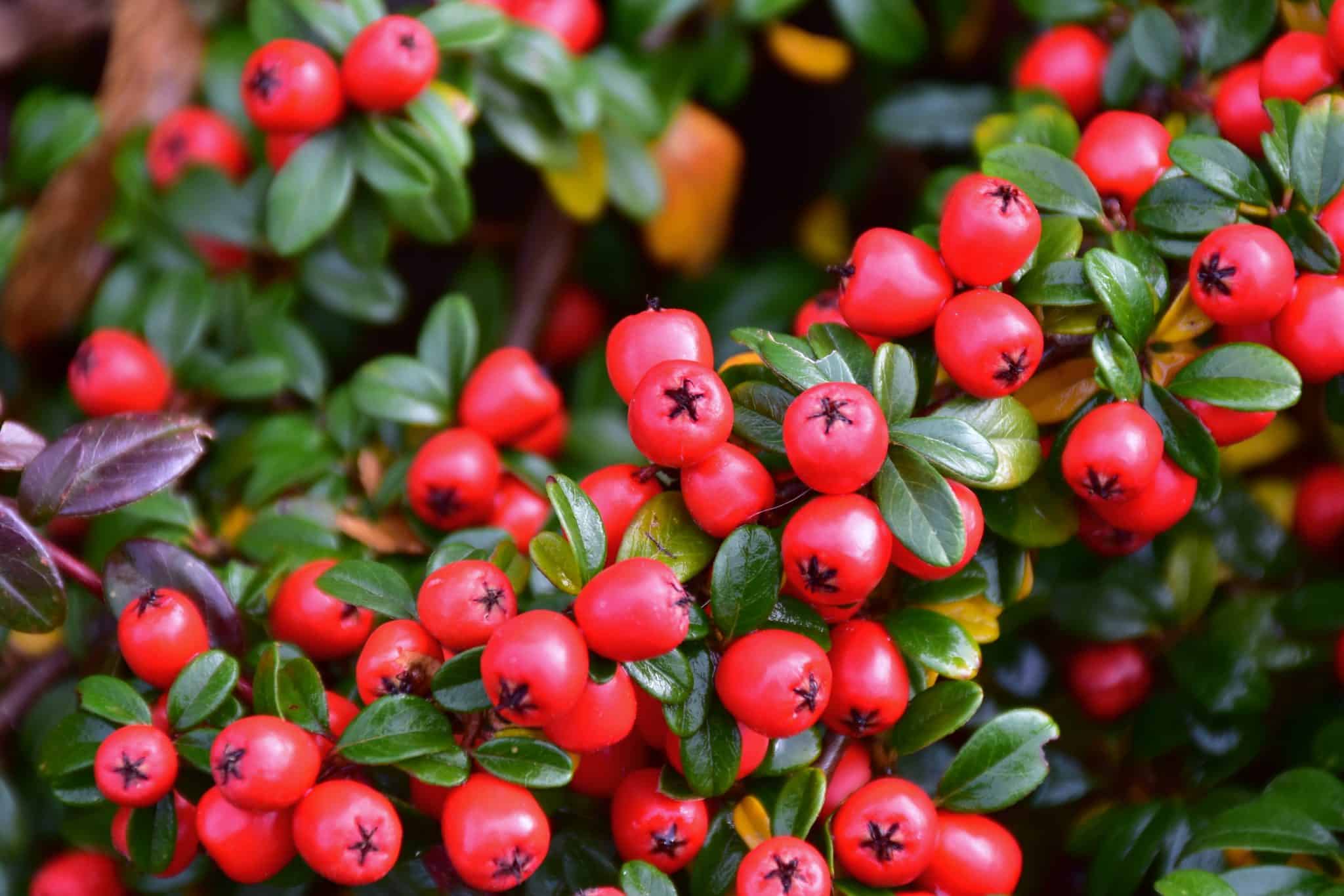 The Ultimate Garden Checklist for Autumn - Homeowner