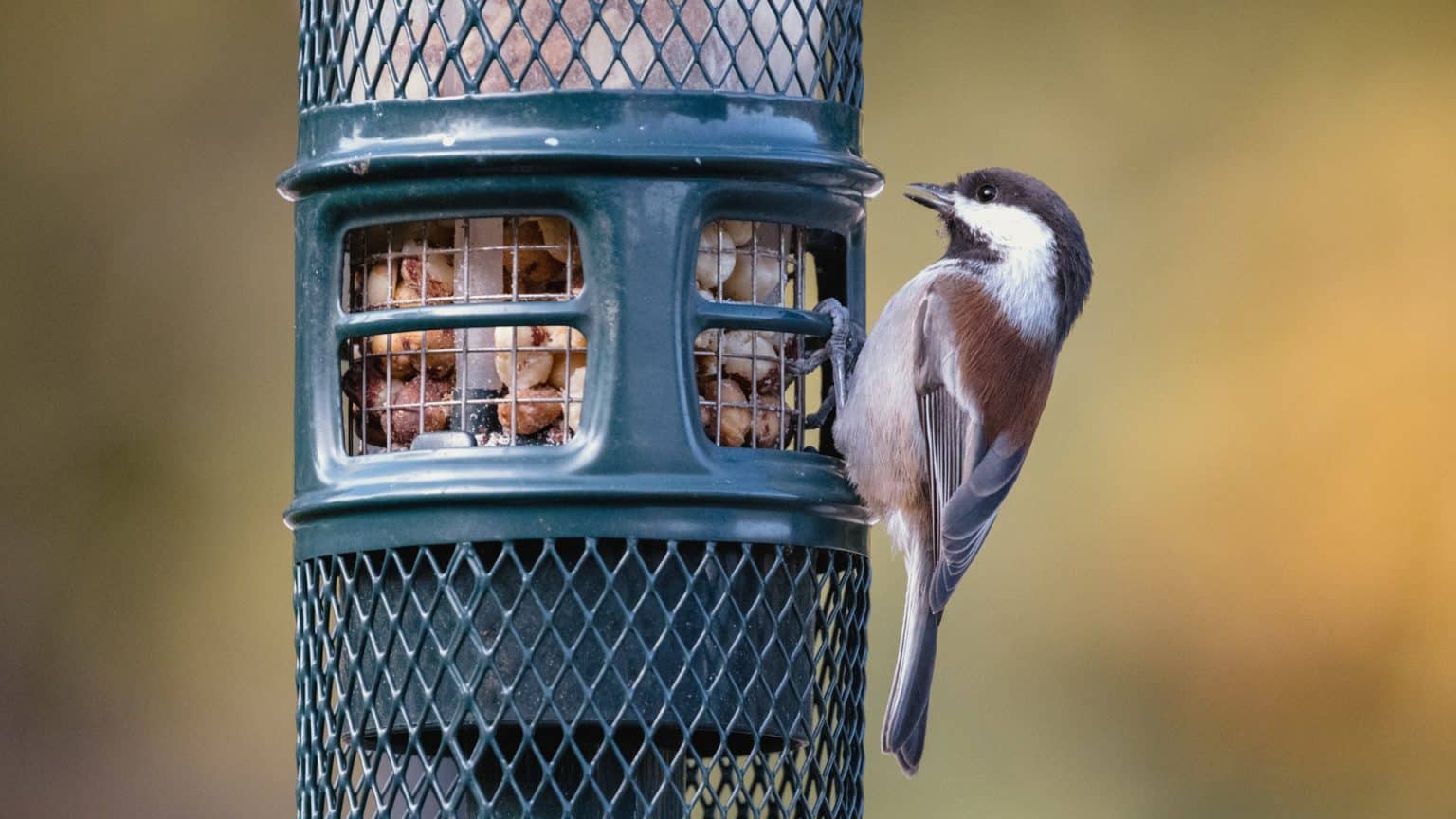 Celebrate Feed the Birds Day 2024