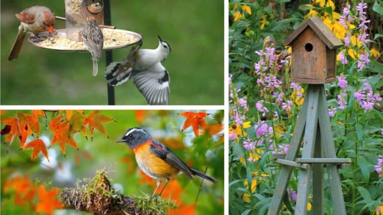 Celebrate Feed the Birds Day 2024